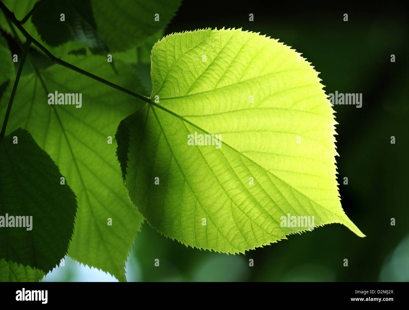 Linden tree leaf hi-res stock photography and images - Alamy