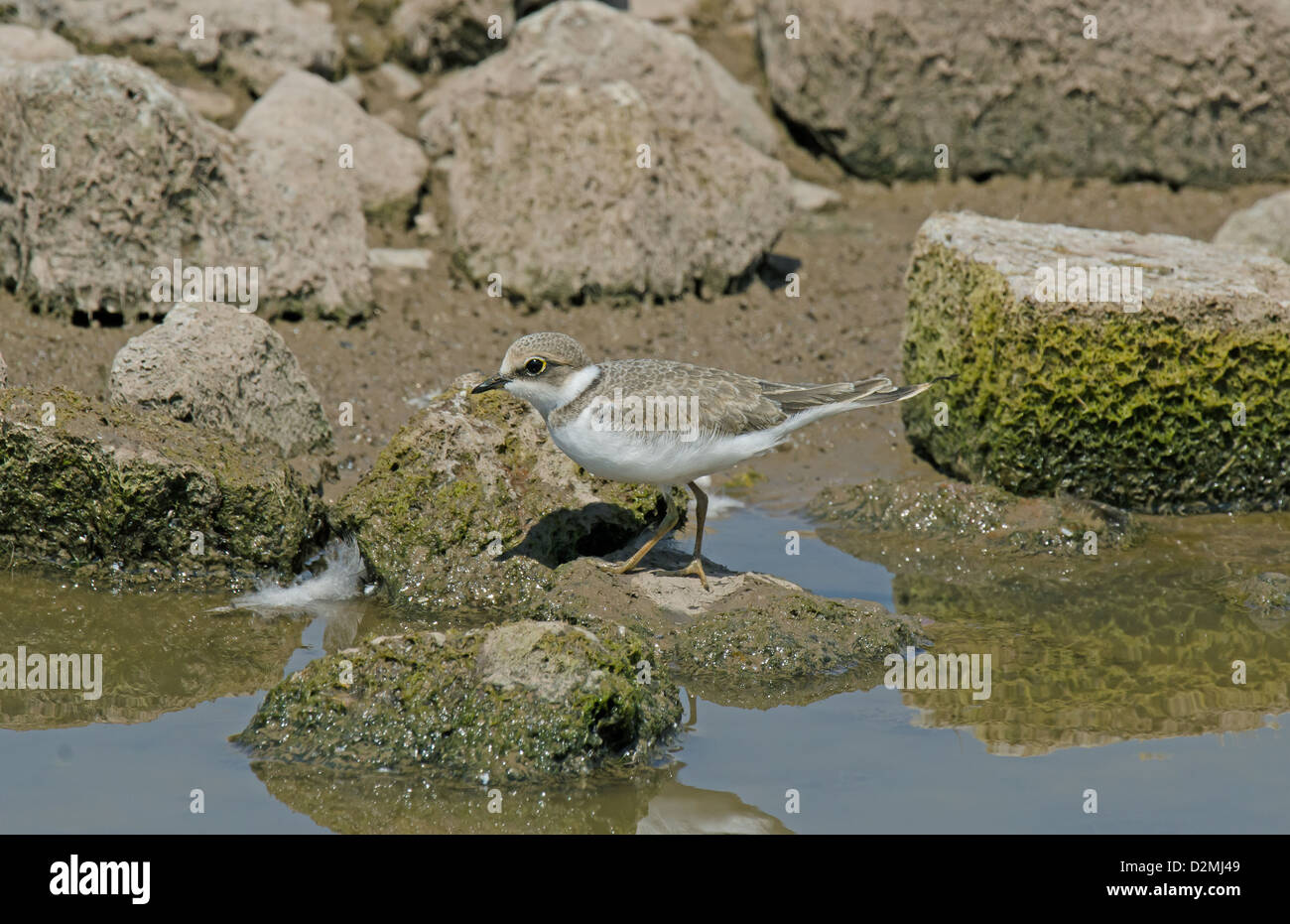 Little Ringed Plover juvenile UK Stock Photo - Alamy