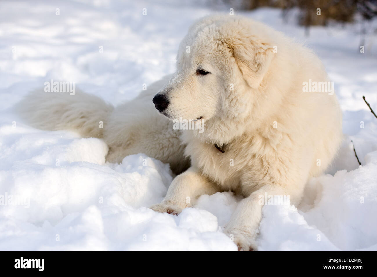 Maremma italian sheepdog hi-res stock photography and images - Alamy