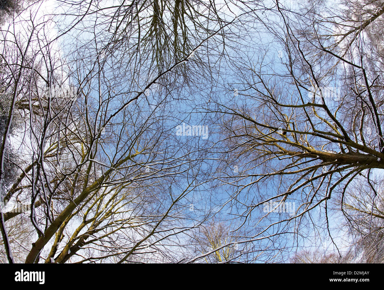 Trees In Winter On Hampstead Heath London UK Stock Photo - Alamy