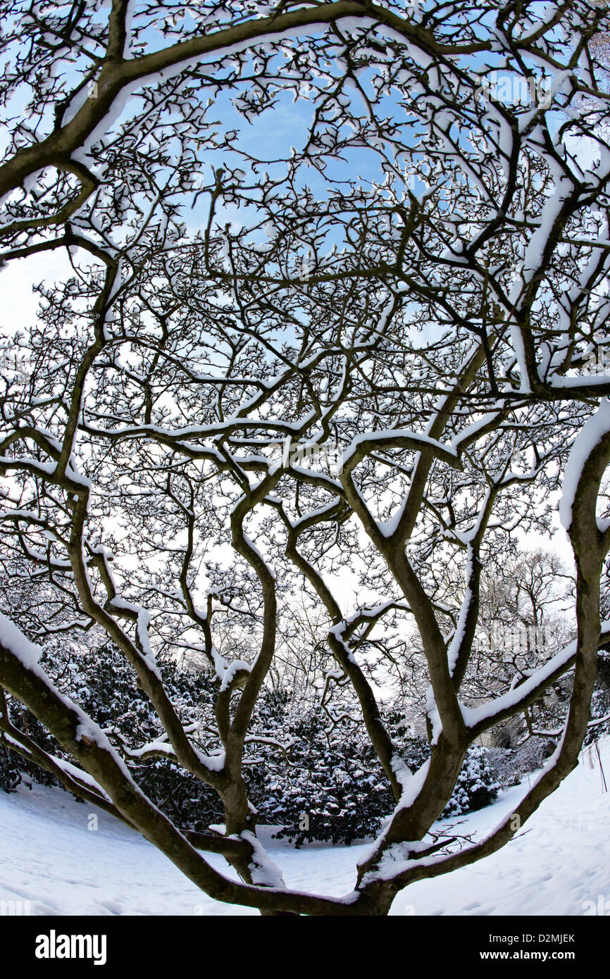 Big trees in winter hi-res stock photography and images - Alamy