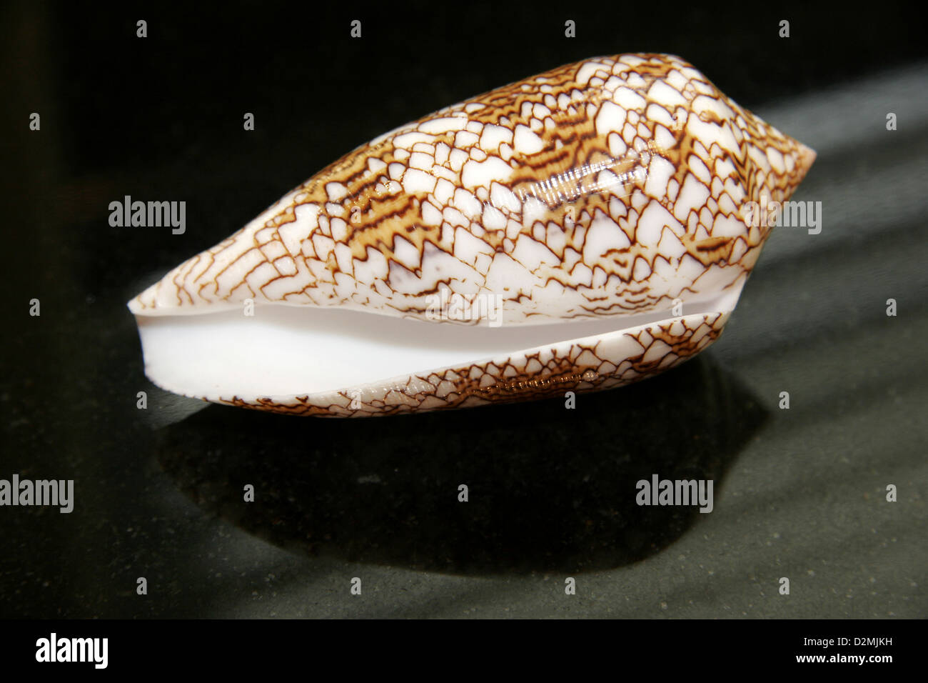 A patterned brown seashell from Foreign shores Stock Photo - Alamy