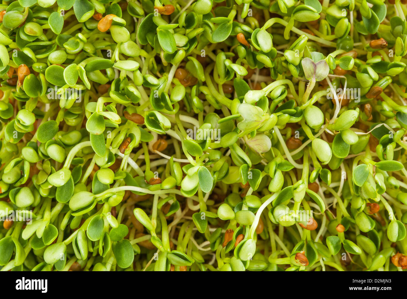 background texture of fresh clover and radish sprouts Stock Photo - Alamy