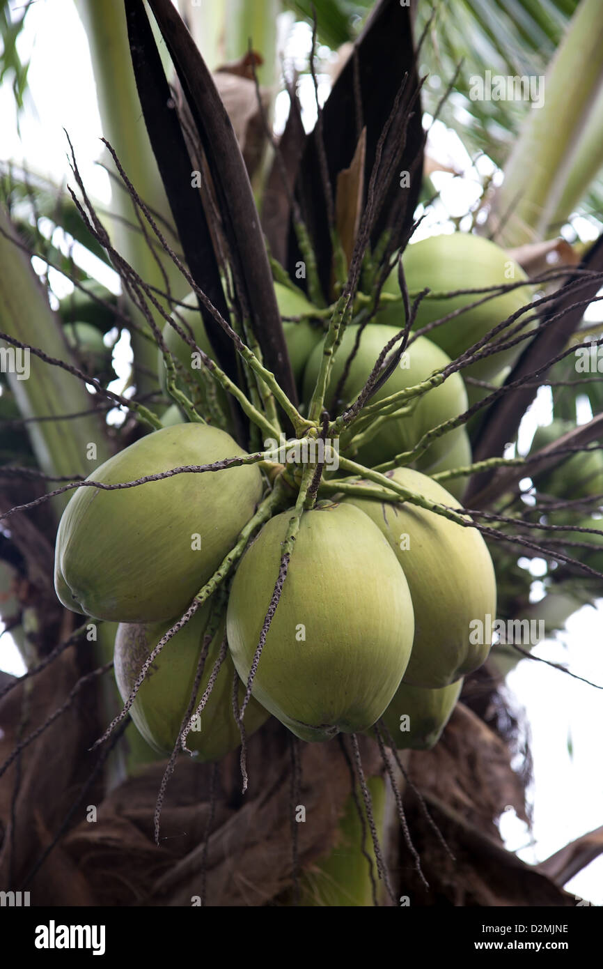 Green coco leaf hi-res stock photography and images - Alamy