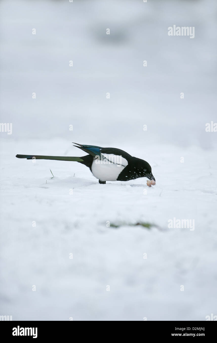 Magpie in snow foraging for food Stock Photo - Alamy