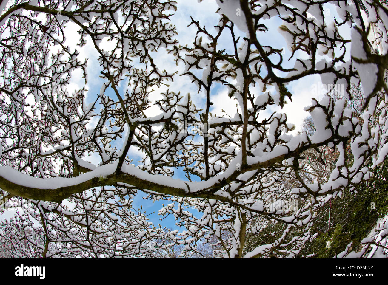 Trees In Winter On Hampstead Heath London UK Stock Photo - Alamy