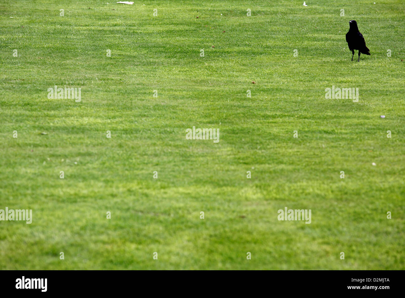 Raven right hi-res stock photography and images - Alamy