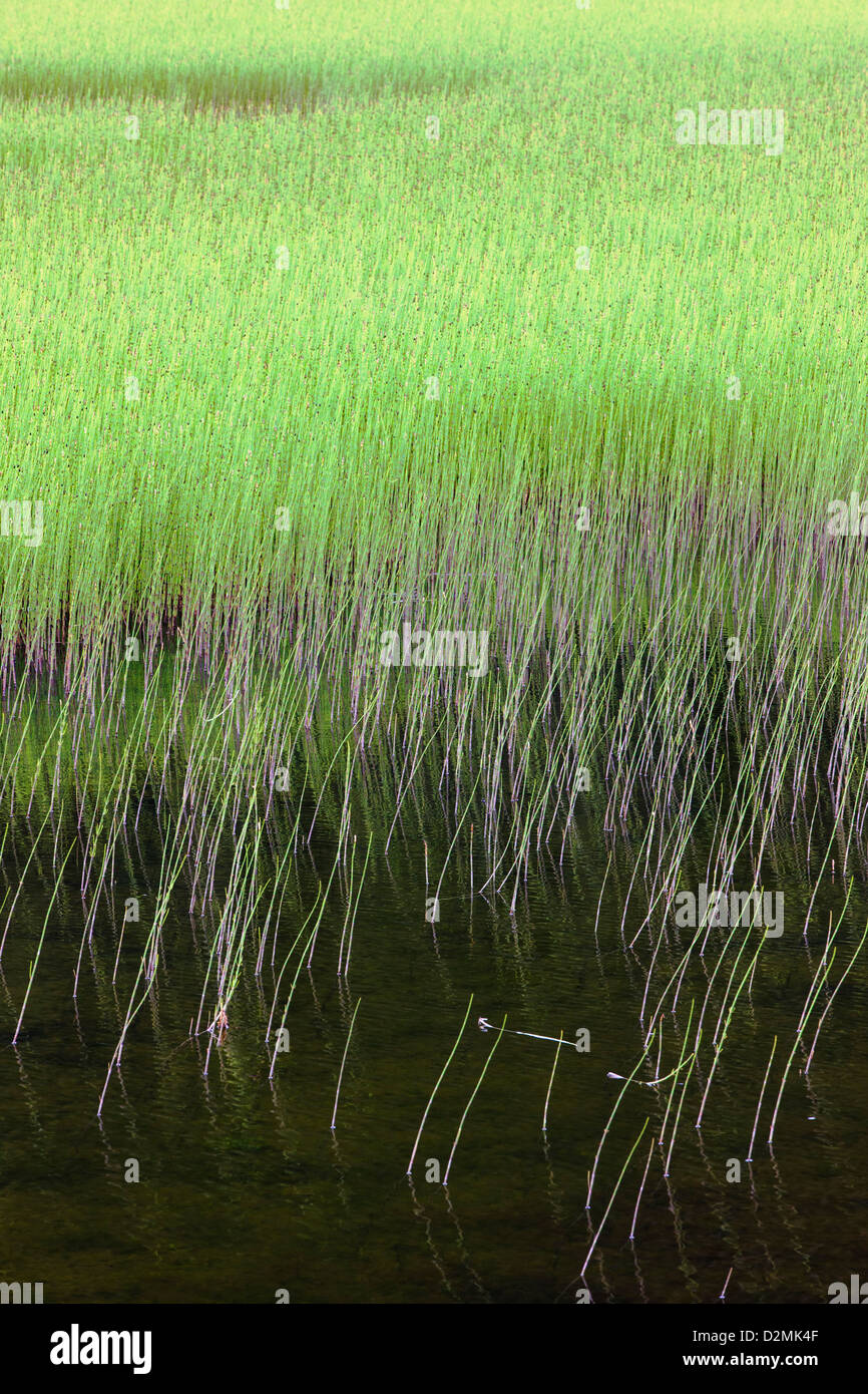 Marsh grass hi-res stock photography and images - Alamy