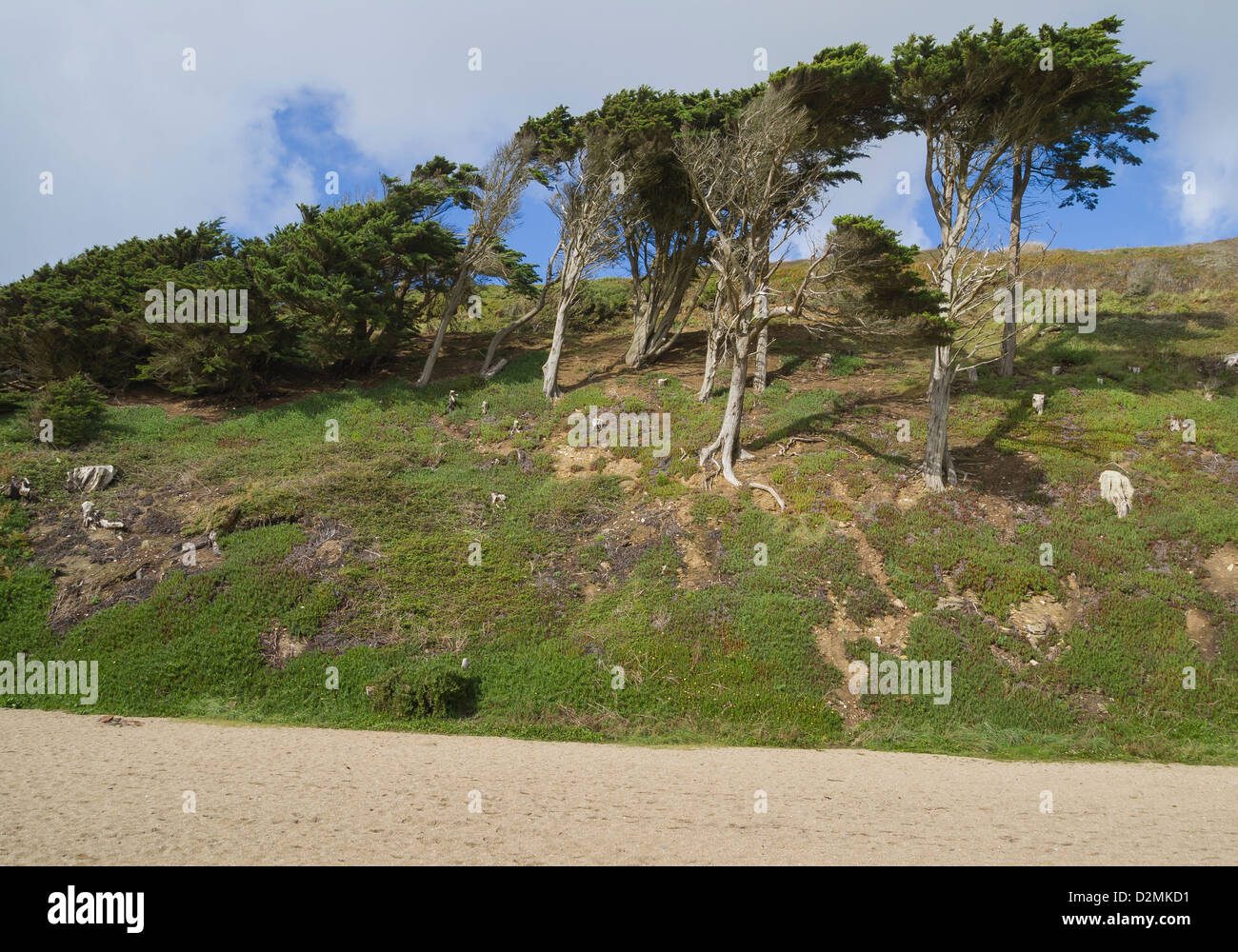 windswept pine trees on hill above beach Stock Photo - Alamy