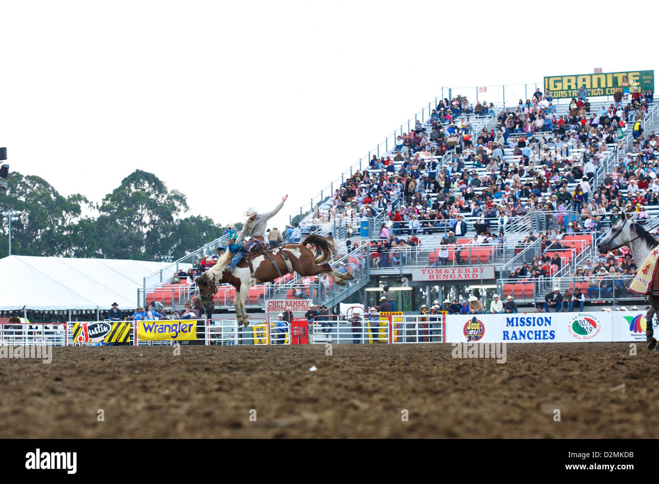 Bronc rider competing at the Salinas Rodeo in California, demonstrating ...