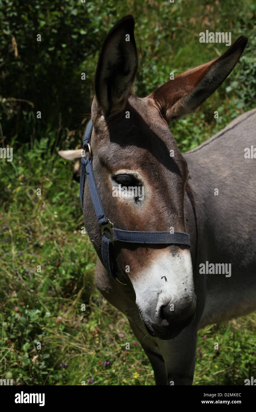A portrait of a donkey Stock Photo - Alamy
