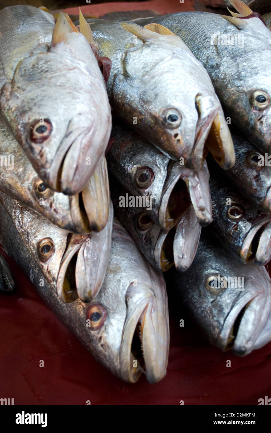 Locally caught fresh fish on sale at the Mercado in old Mazatlan,Mexico ...