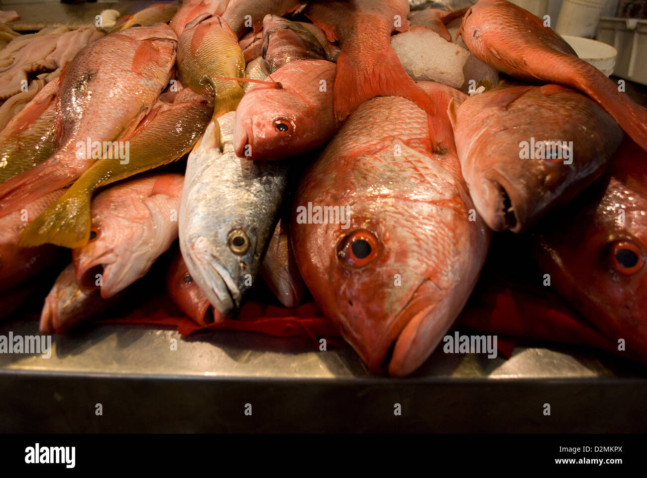 Locally caught fresh fish on sale at the Mercado in old Mazatlan,Mexico ...