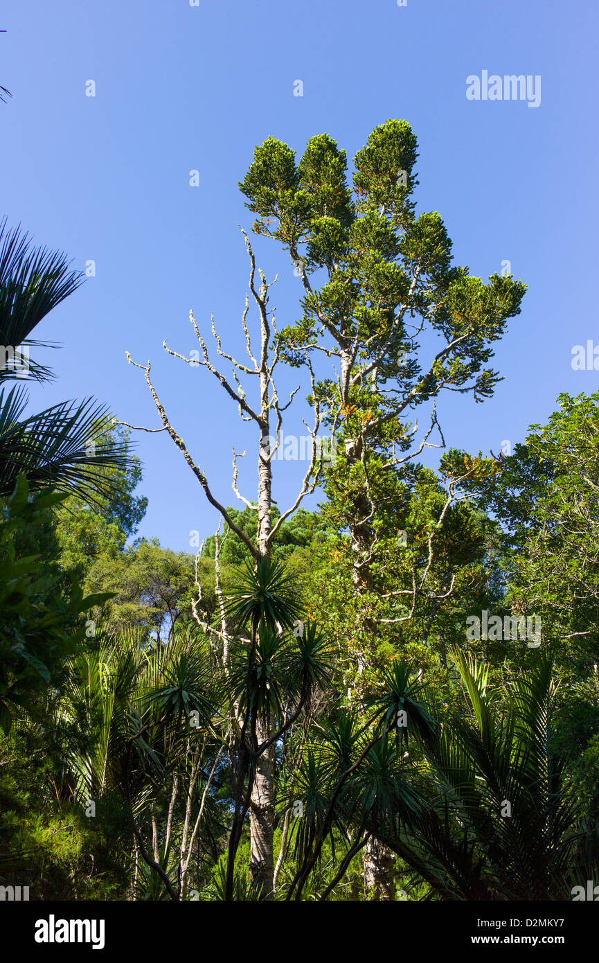 Phytophthora taxon agathis hi-res stock photography and images - Alamy