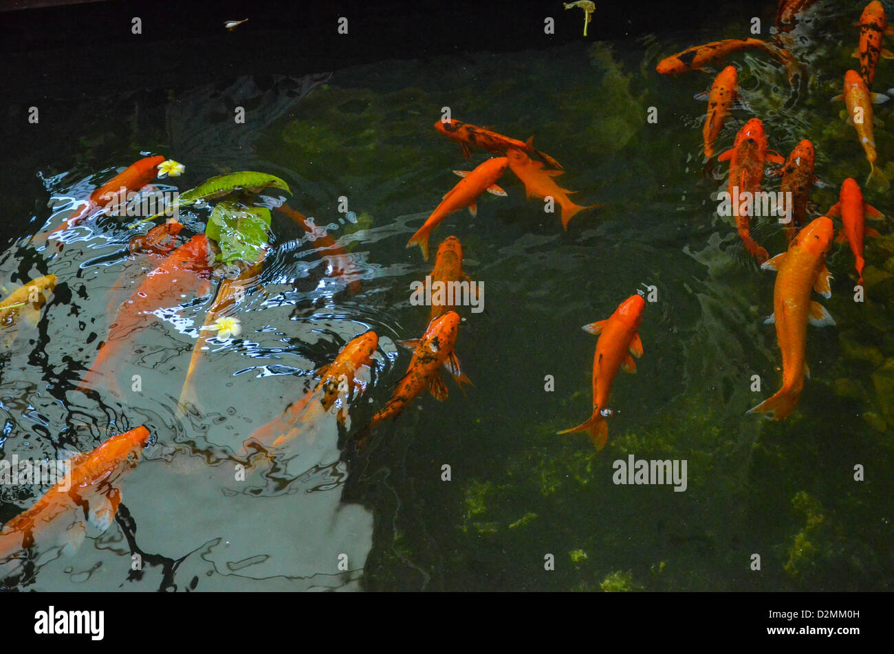 Orange isolated fish hi-res stock photography and images - Alamy