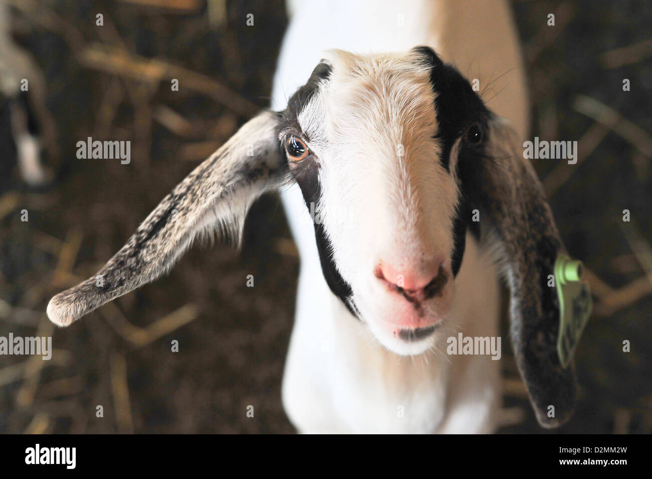 goat in farm house Stock Photo - Alamy