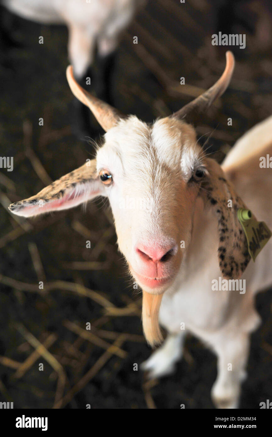 Domestic goats in the farm, thailand Stock Photo - Alamy