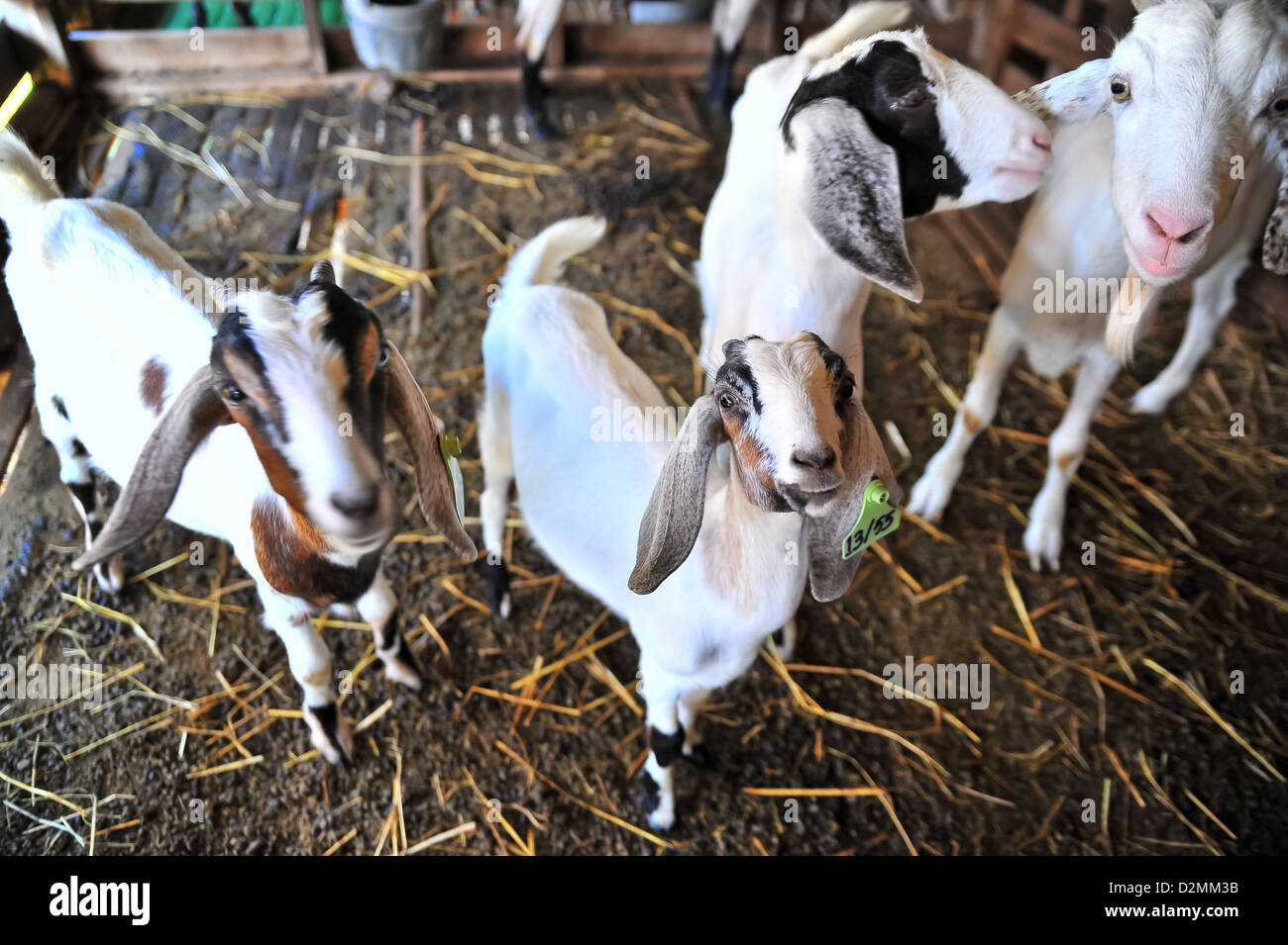 Herd of pet goats on farm, thailand Stock Photo - Alamy