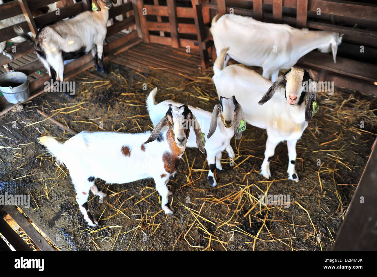 goats in farm house Stock Photo - Alamy