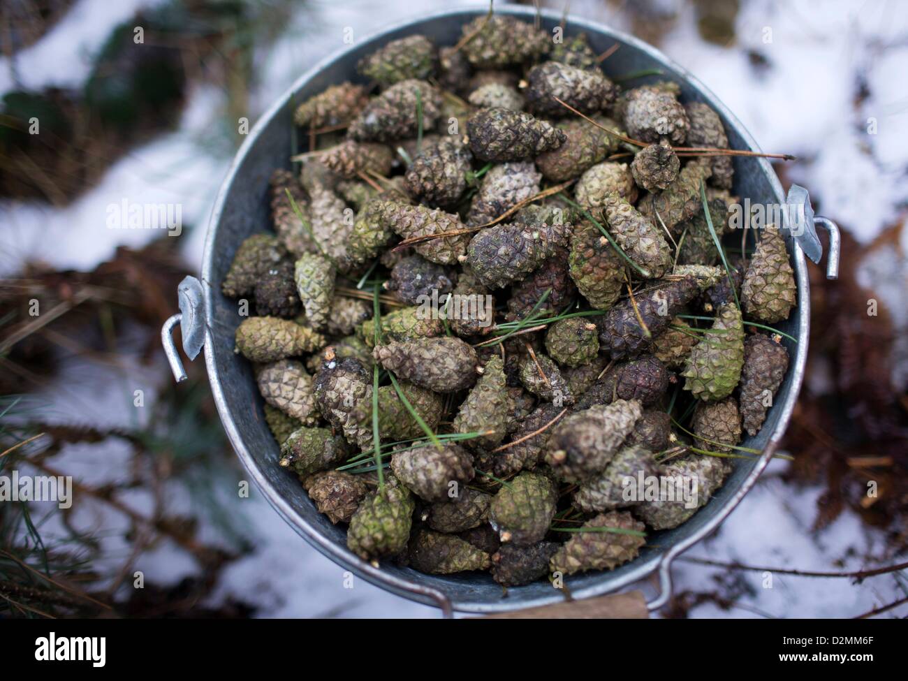 A bucket full of pine cones is pictured in the pine seed breeding plantation near Grevesmuehlen ...