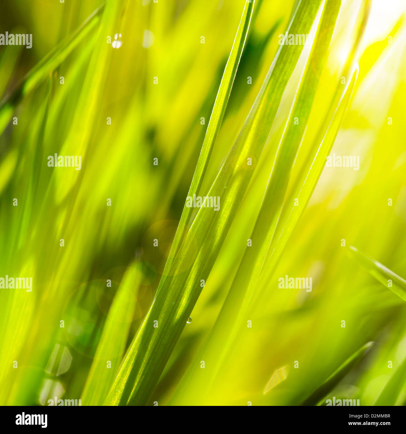 Fresh green grass in sunshine Stock Photo - Alamy