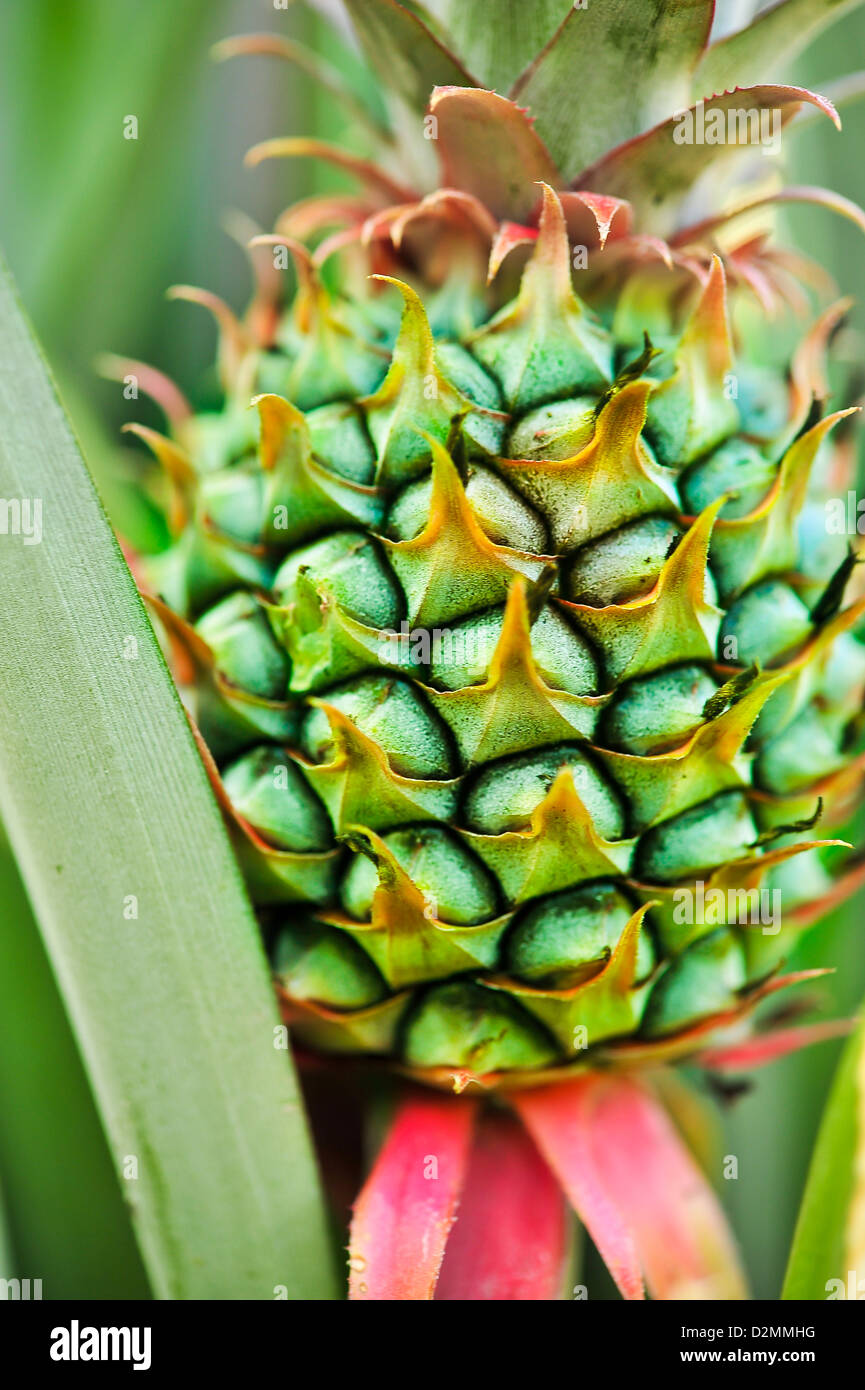 Close up of pineapple skin Stock Photo - Alamy