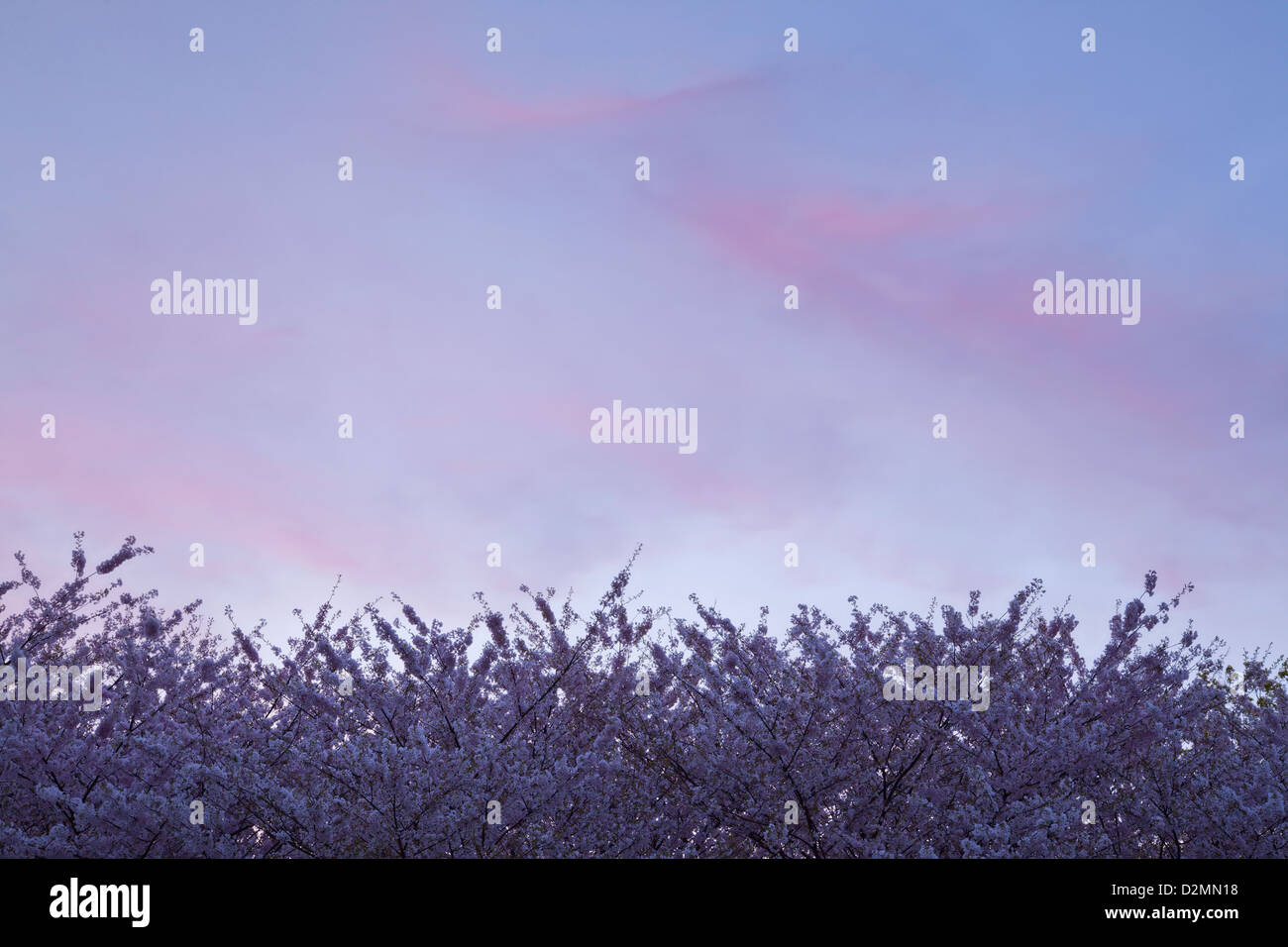 Japanese cherry trees tree hi-res stock photography and images - Alamy