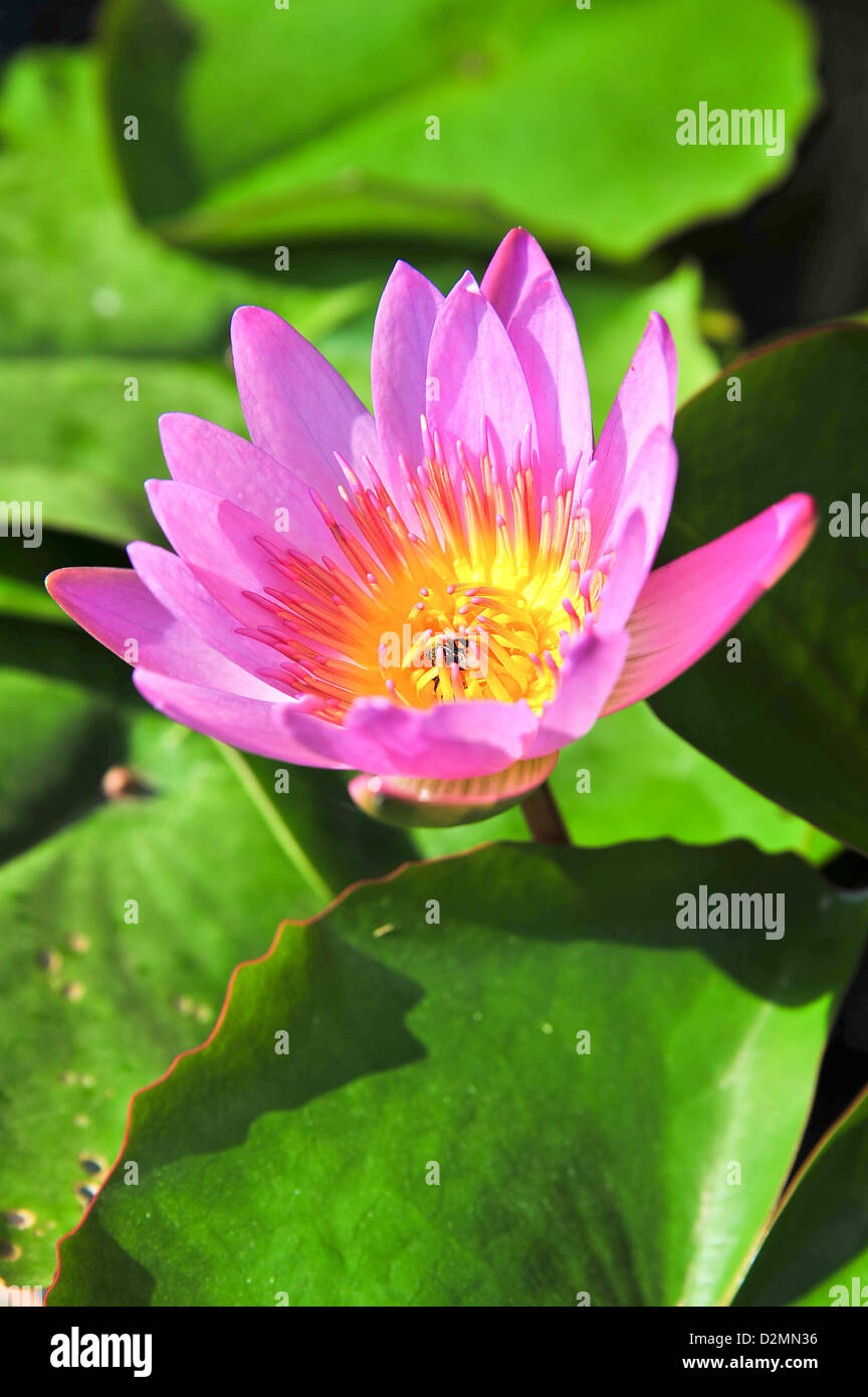 The Top view of Pink Lotus Stock Photo - Alamy