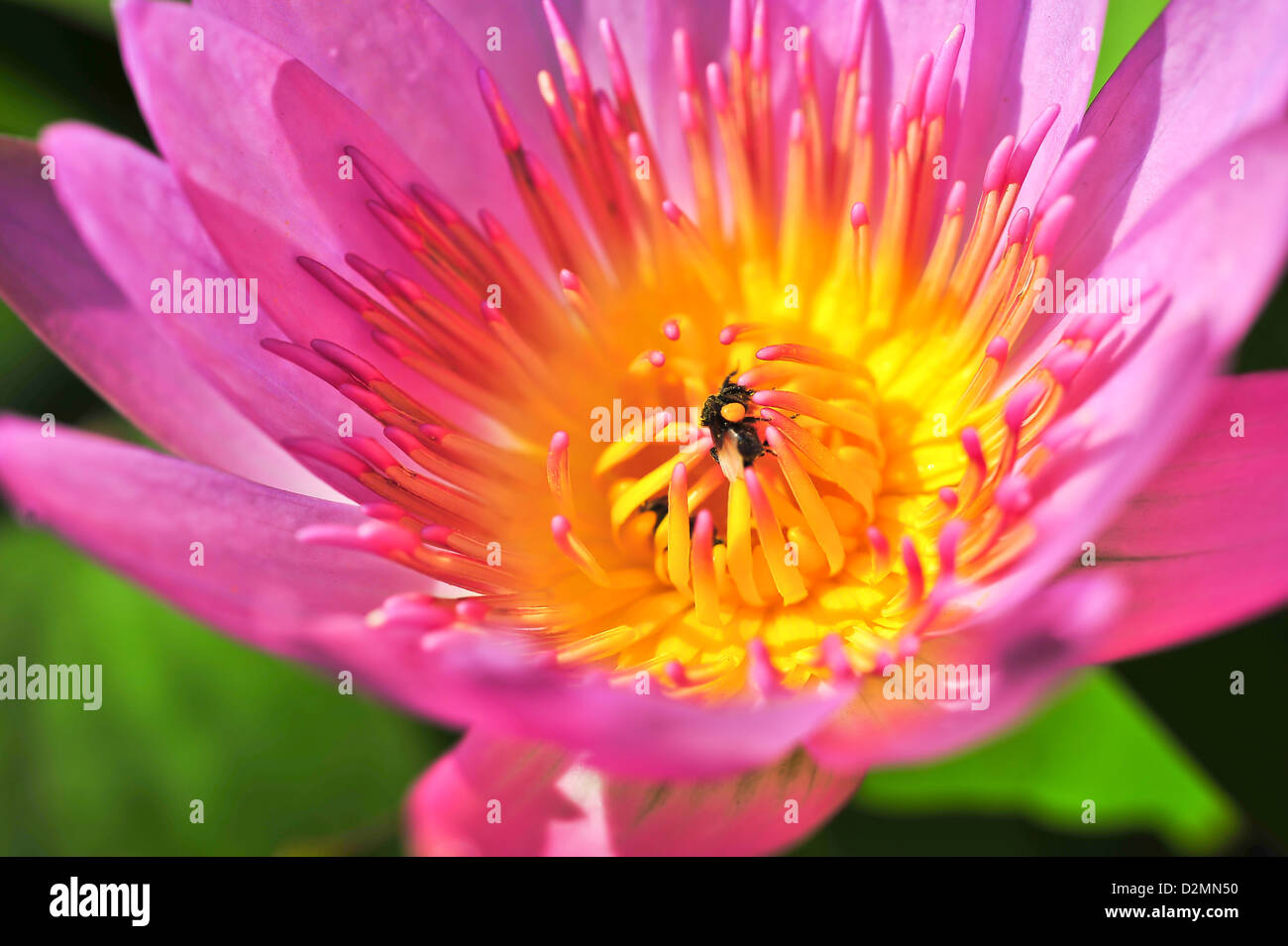 Beautiful pink lotus hi-res stock photography and images - Alamy