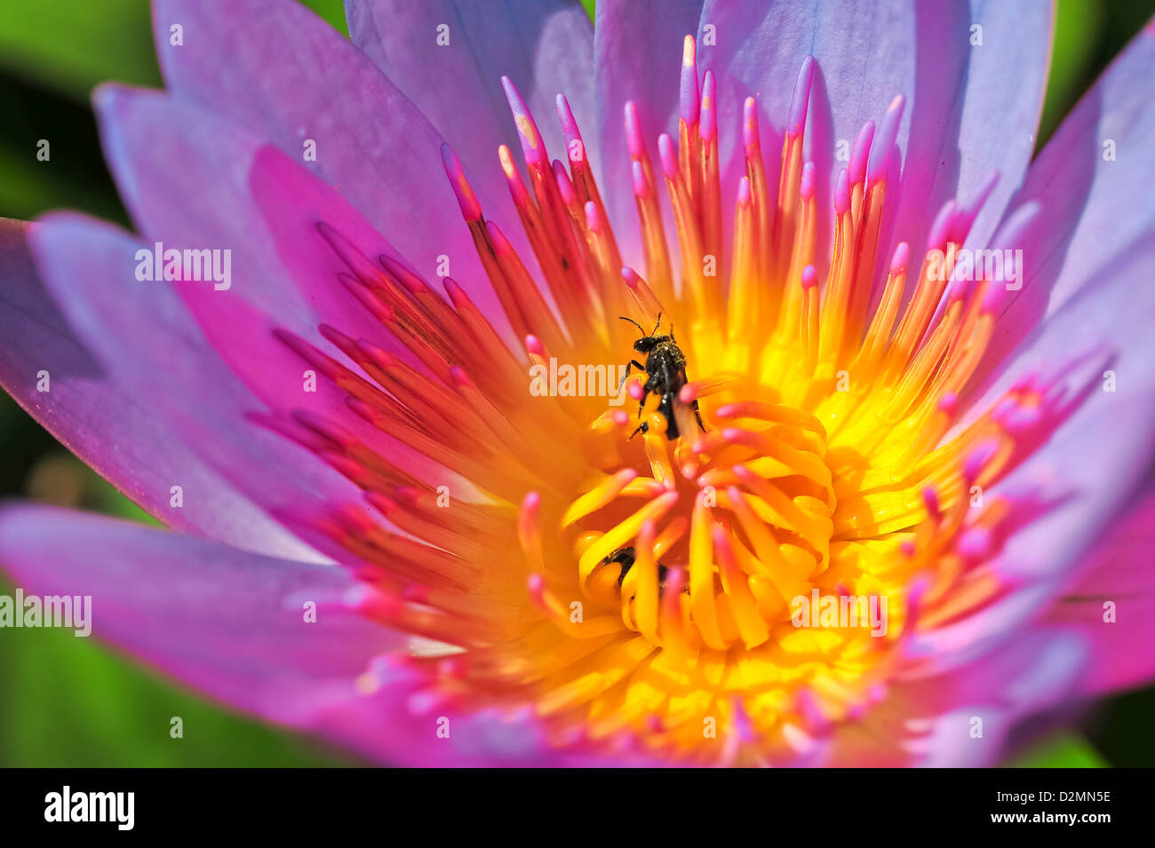 The Top view of Beautiful Pink Lotus Stock Photo - Alamy