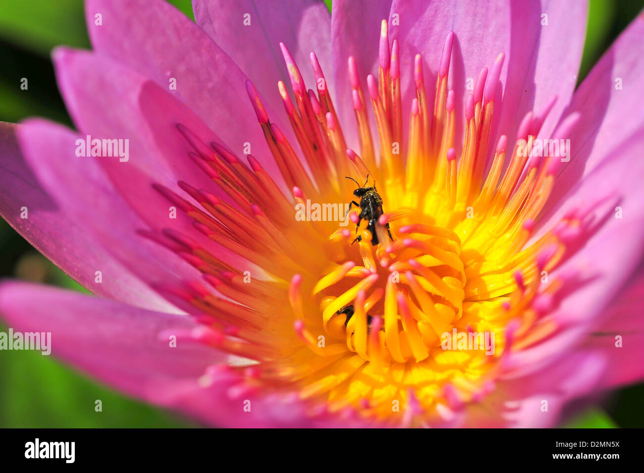Beautiful pink lotus hi-res stock photography and images - Alamy