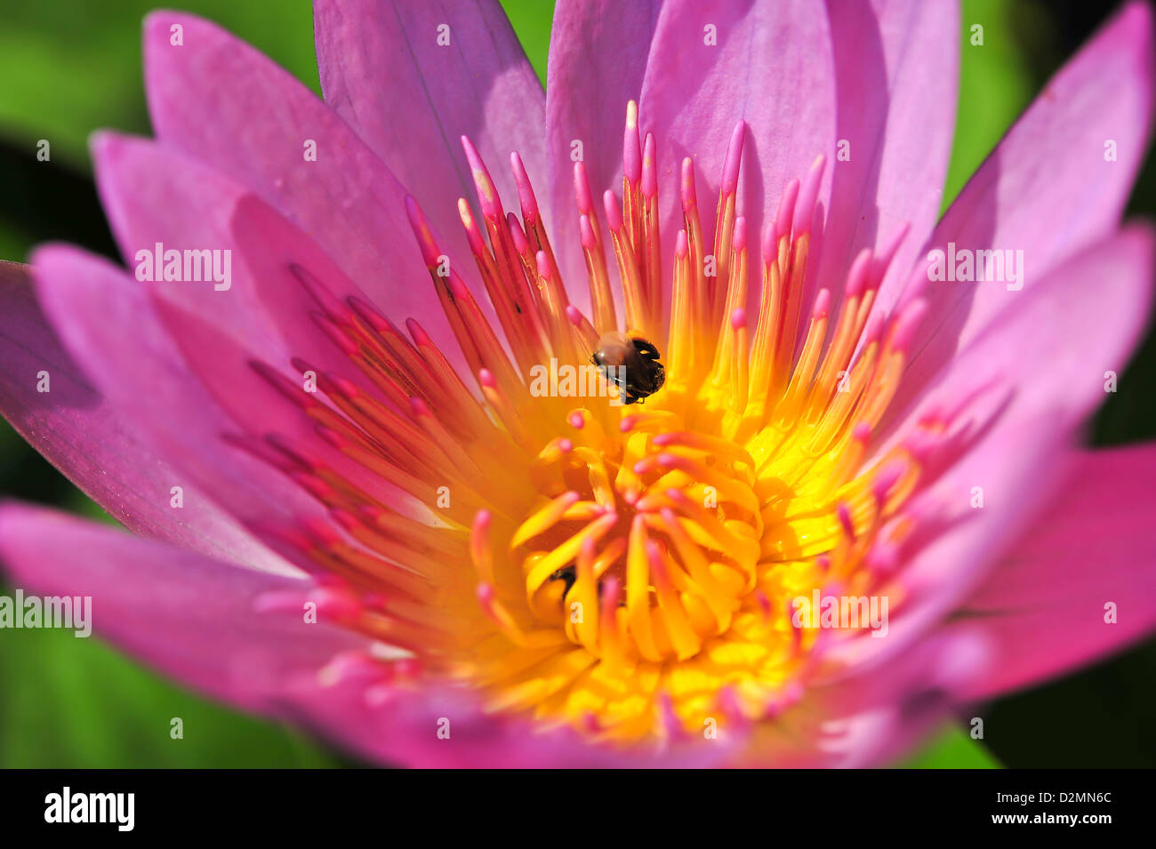 Lotus leaf in pond top hi-res stock photography and images - Alamy