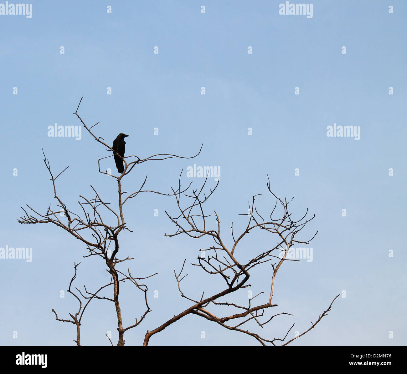 A crow sitting on the branch of a leafless tree. A nice scene to ...