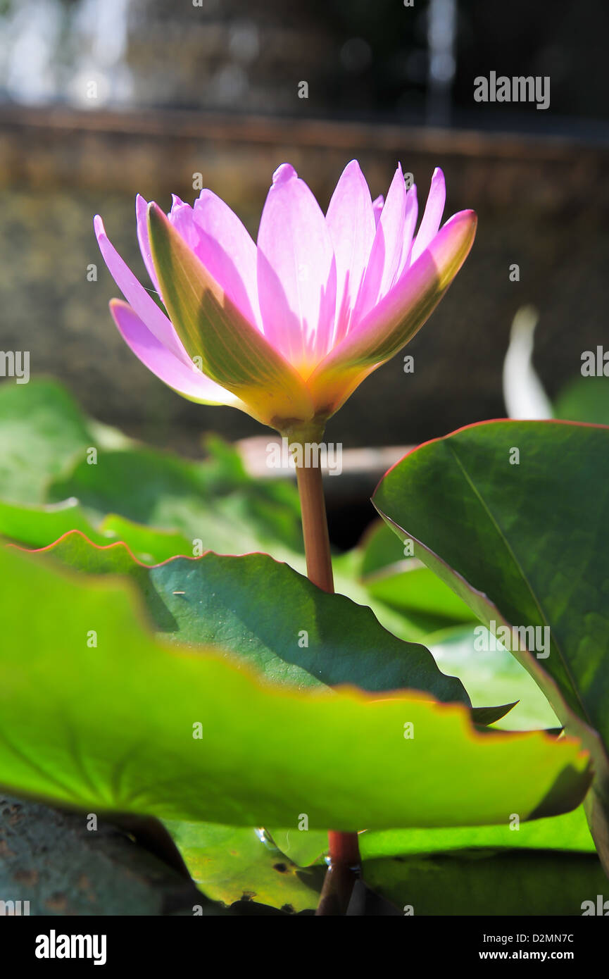 Pink Lotus in pot Stock Photo - Alamy