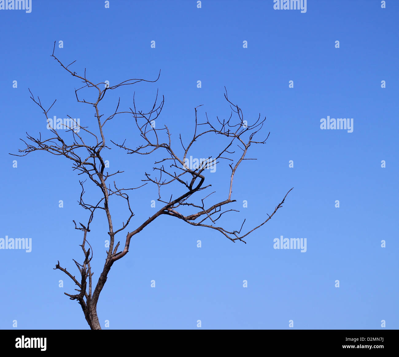 A beautiful scene of tree without leaves as if it is begging to sky for ...