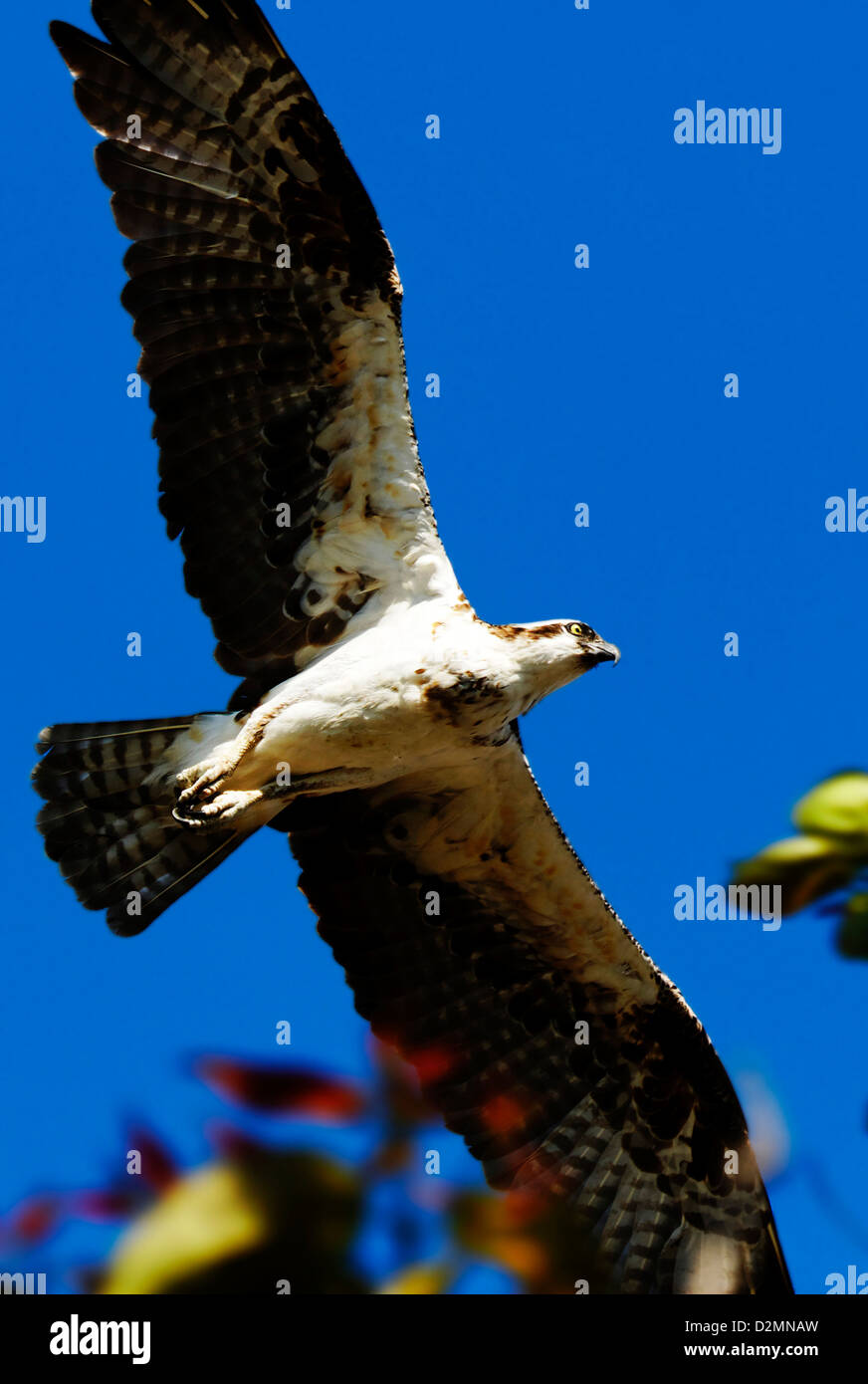 Osprey flying overhead hi-res stock photography and images - Alamy
