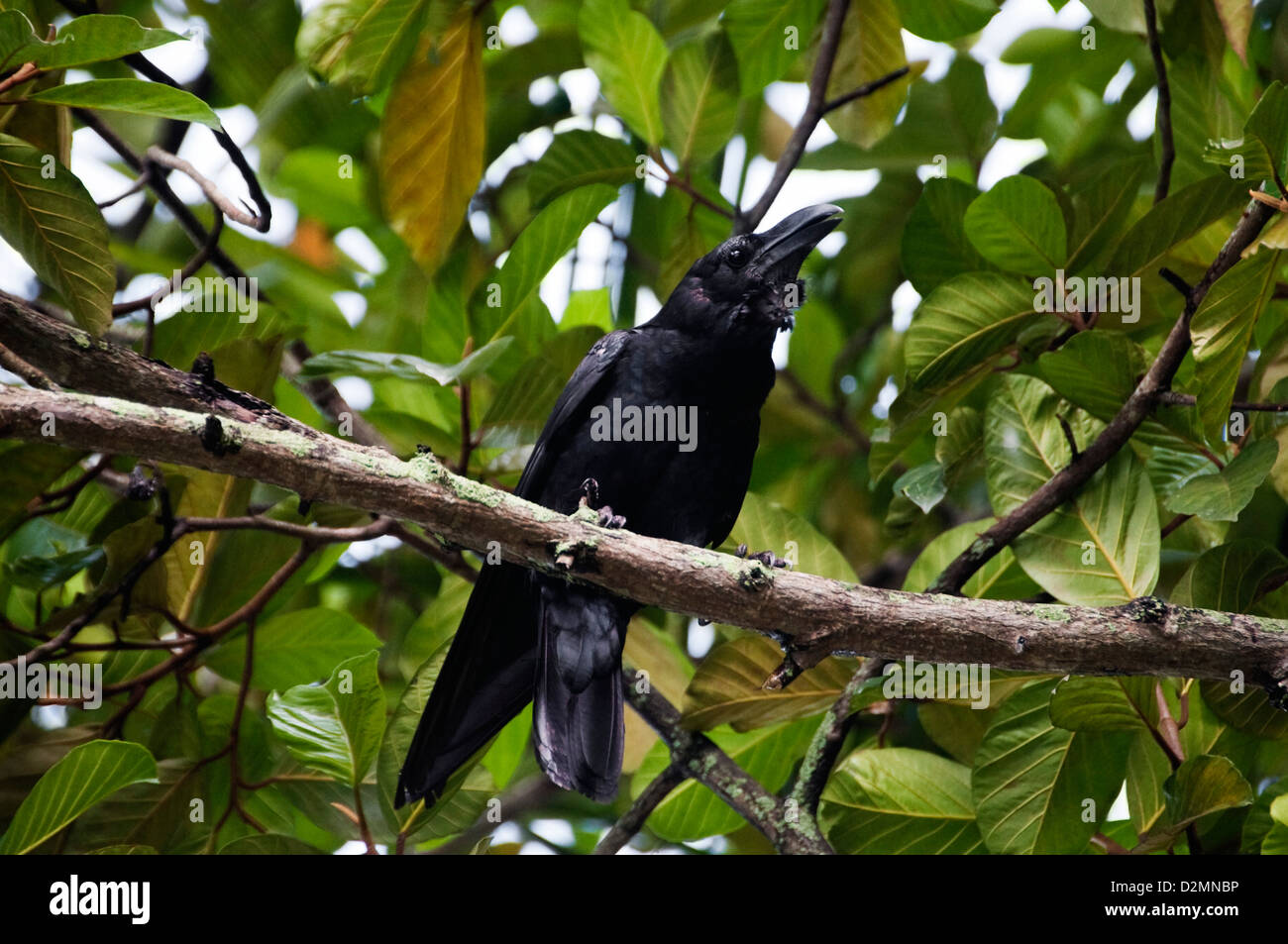 Raven perching on a tree branch, Kerala, India Stock Photo - Alamy