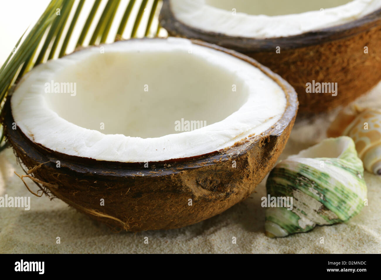 fresh coconut on beach sand and seashells Stock Photo - Alamy