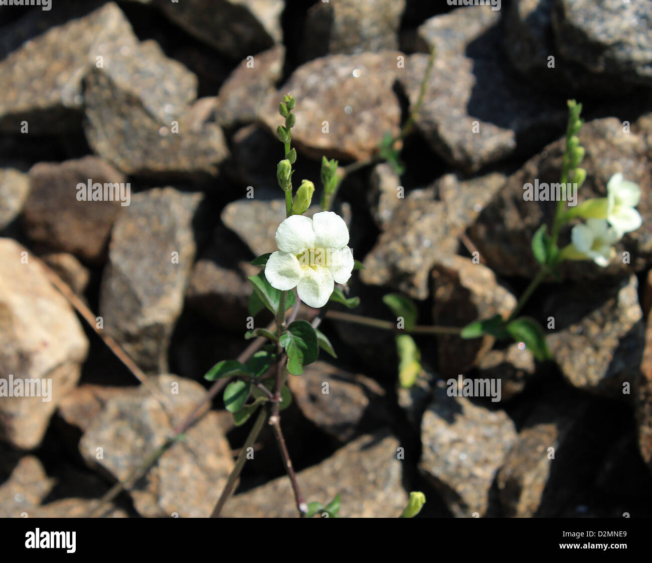 A wild flower growing between railway tracks Stock Photo - Alamy