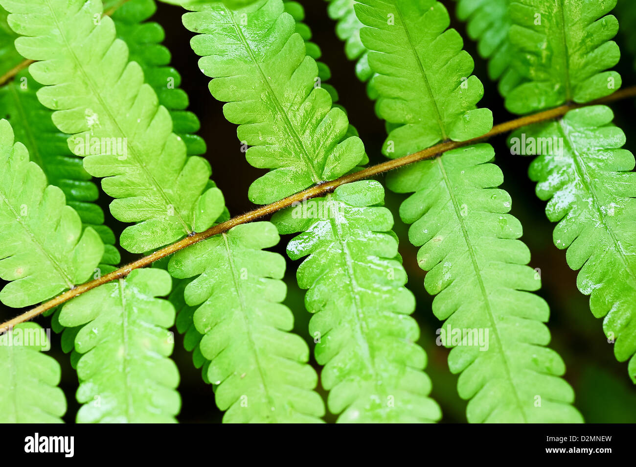 Fern flora hi-res stock photography and images - Alamy