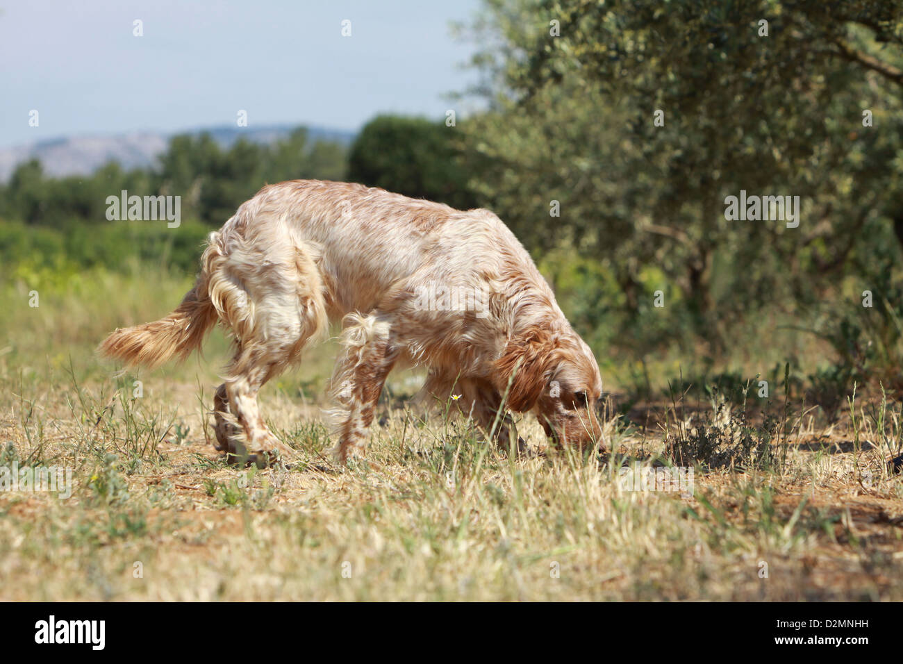 Dog English Setter adult (orange Belton) smelling the ground Stock ...