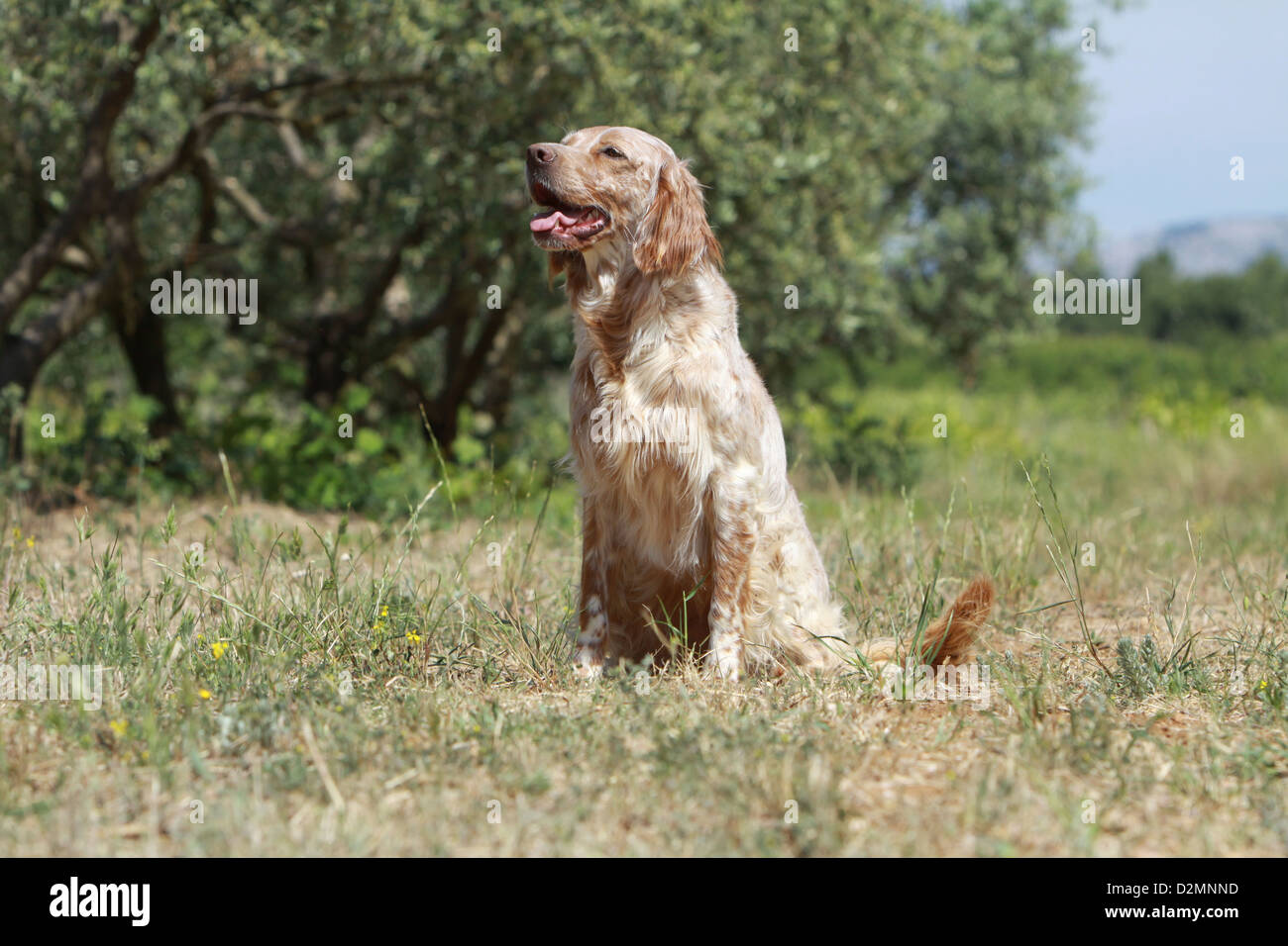 Orange belton setter hi-res stock photography and images - Alamy