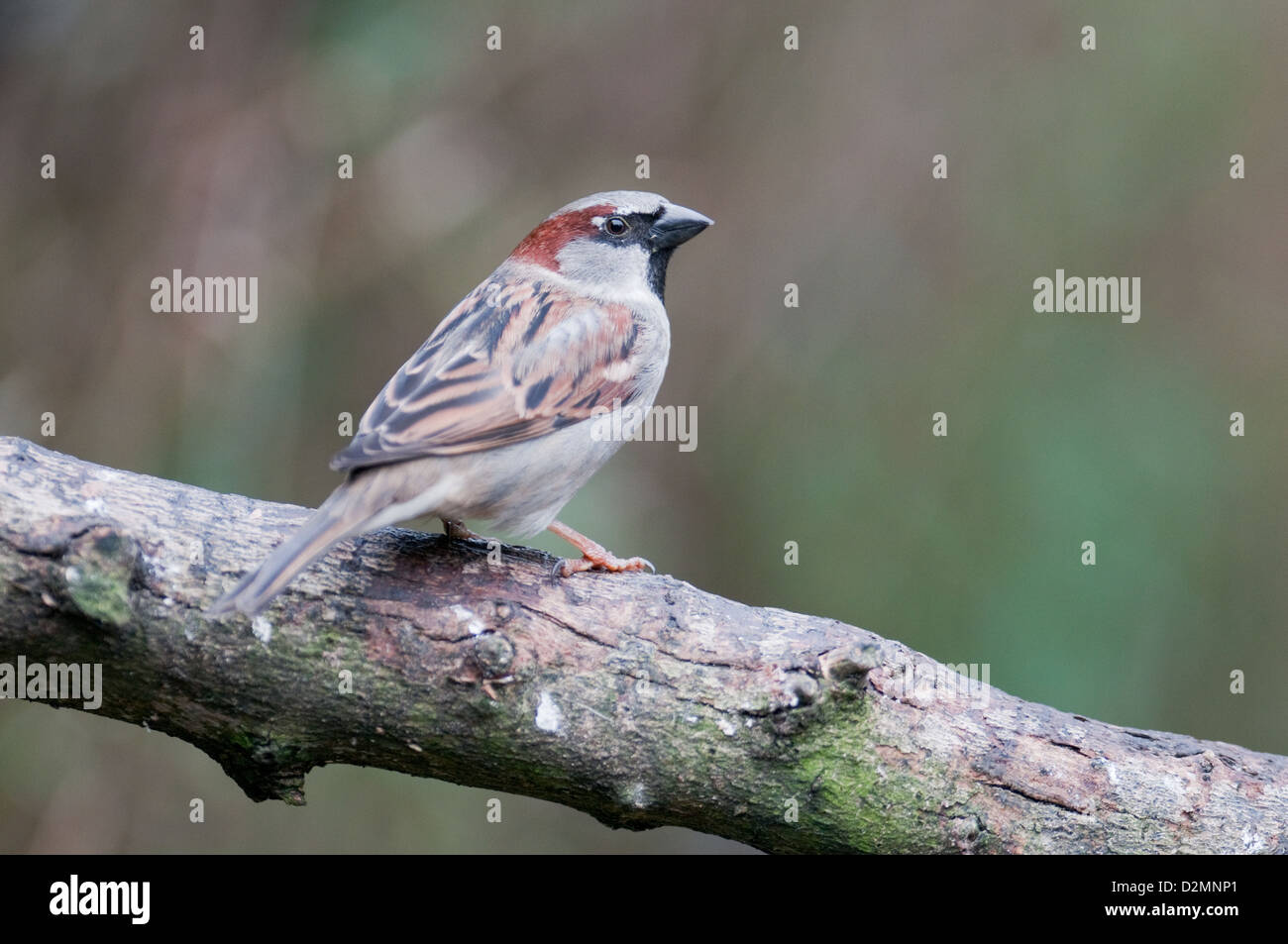 Mail house sparrow on branch Stock Photo - Alamy