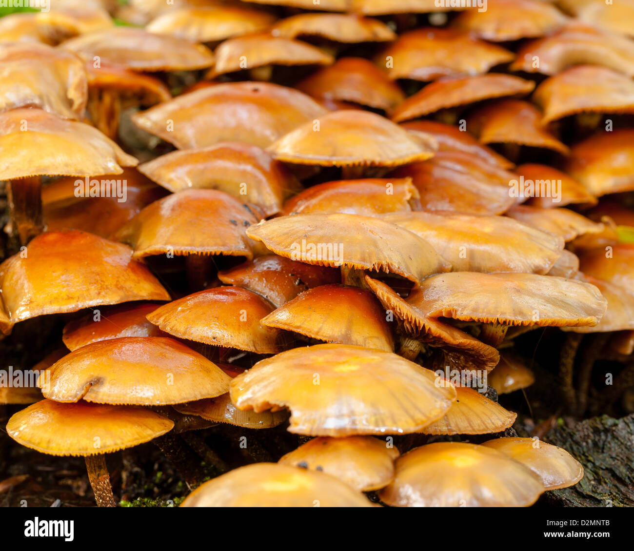 Mushrooms growing on a tree stump in the forrest Stock Photo - Alamy
