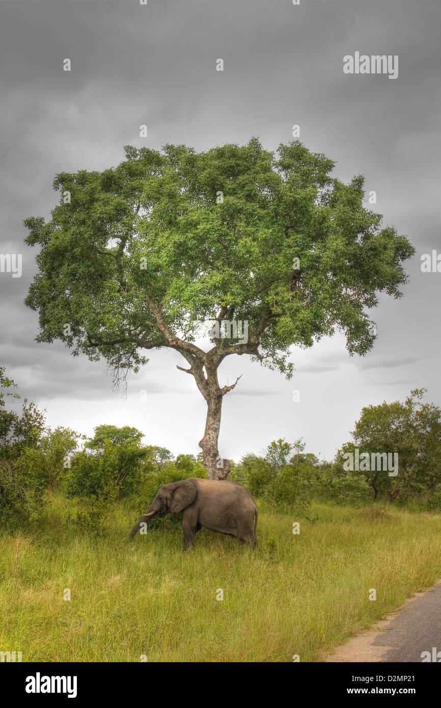 Elephant standing under a tree Stock Photo - Alamy
