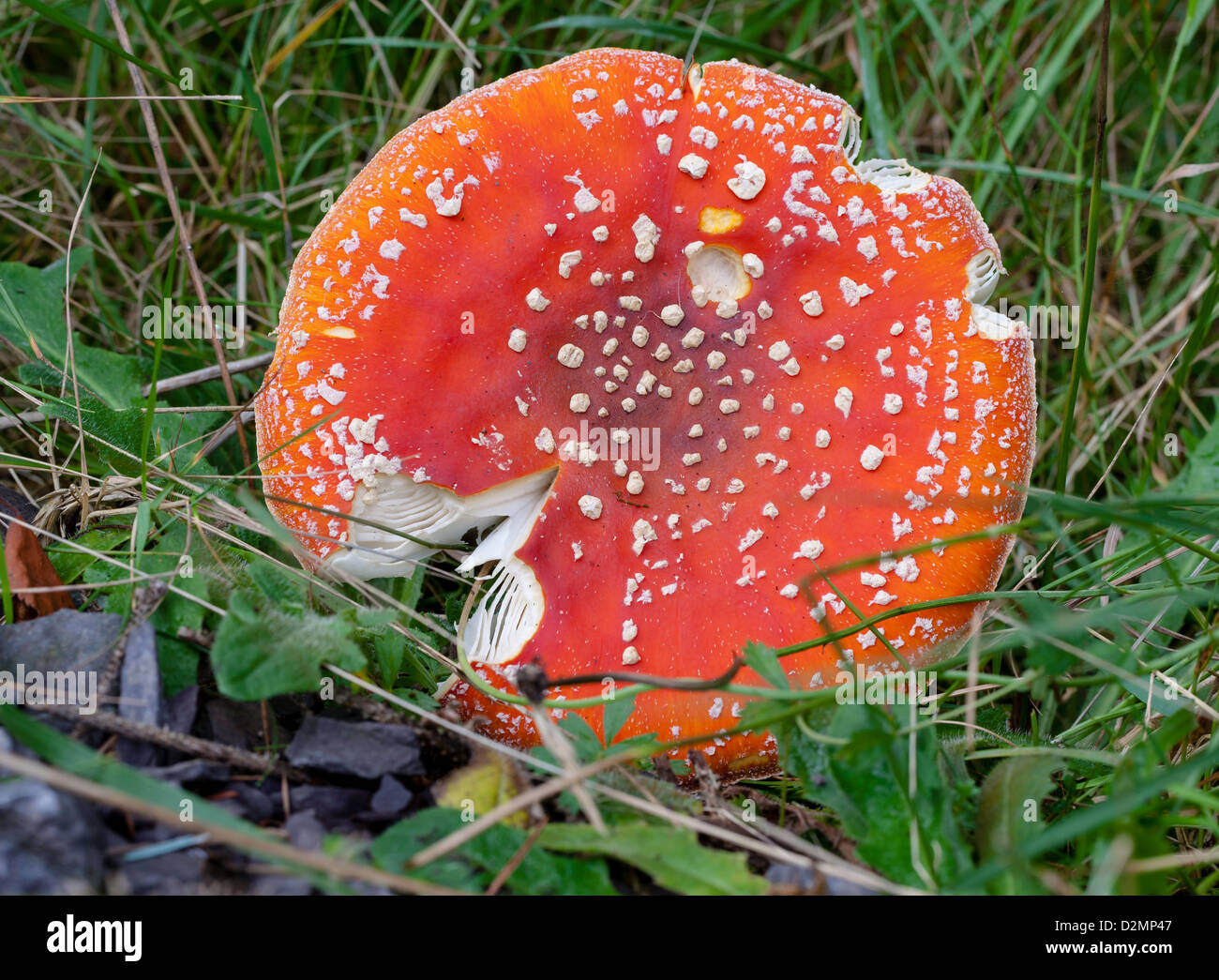 Fly Agaric Mushroom Amanita muscaria Stock Photo - Alamy