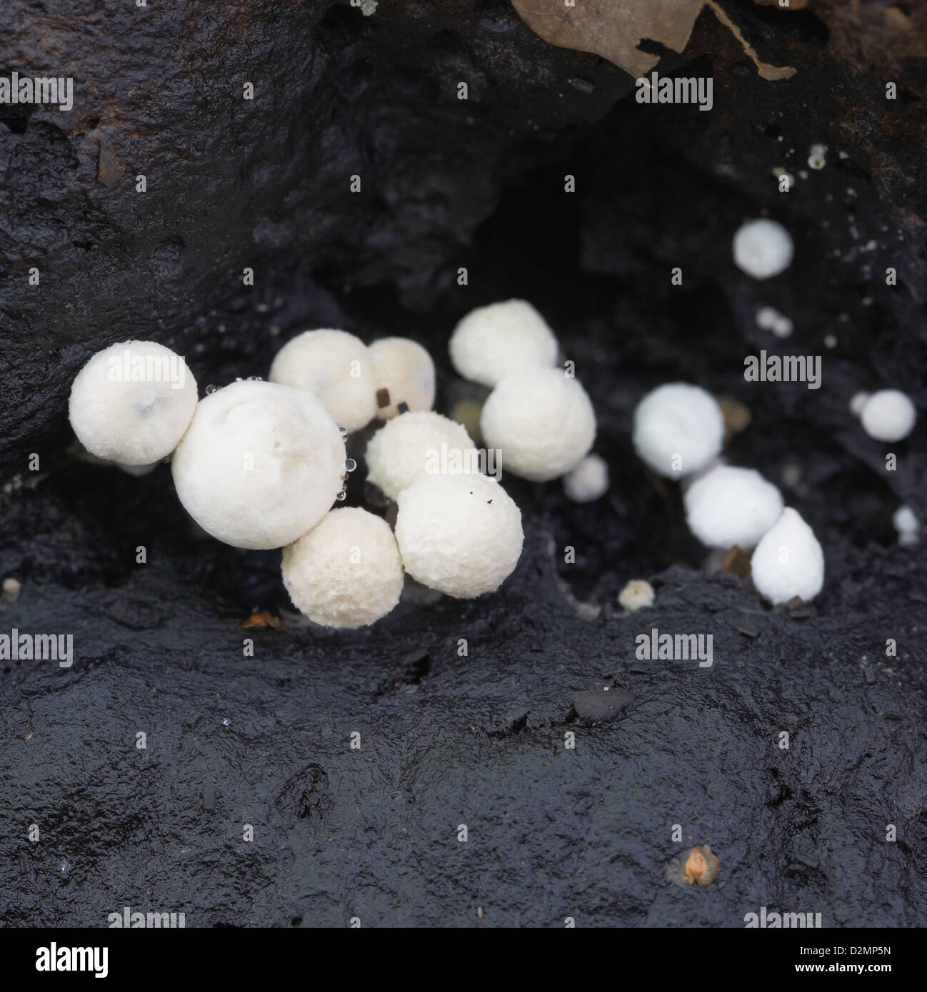 Porcelain fungus, Oudemansiella mucida Stock Photo - Alamy