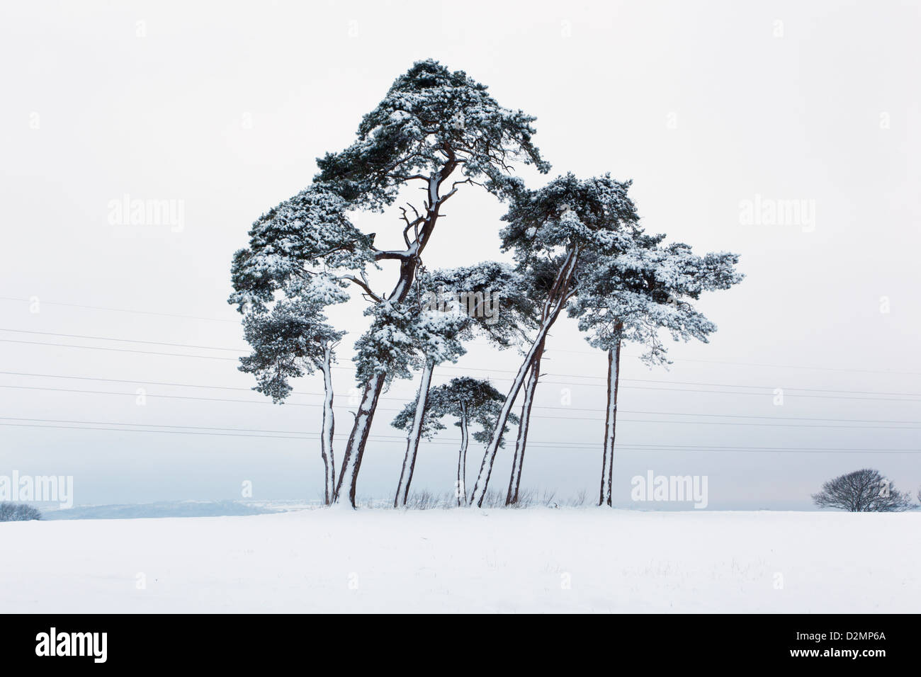 A Clump of Scots Pine Trees (Pinus sylvestris) in the snow Stock Photo ...