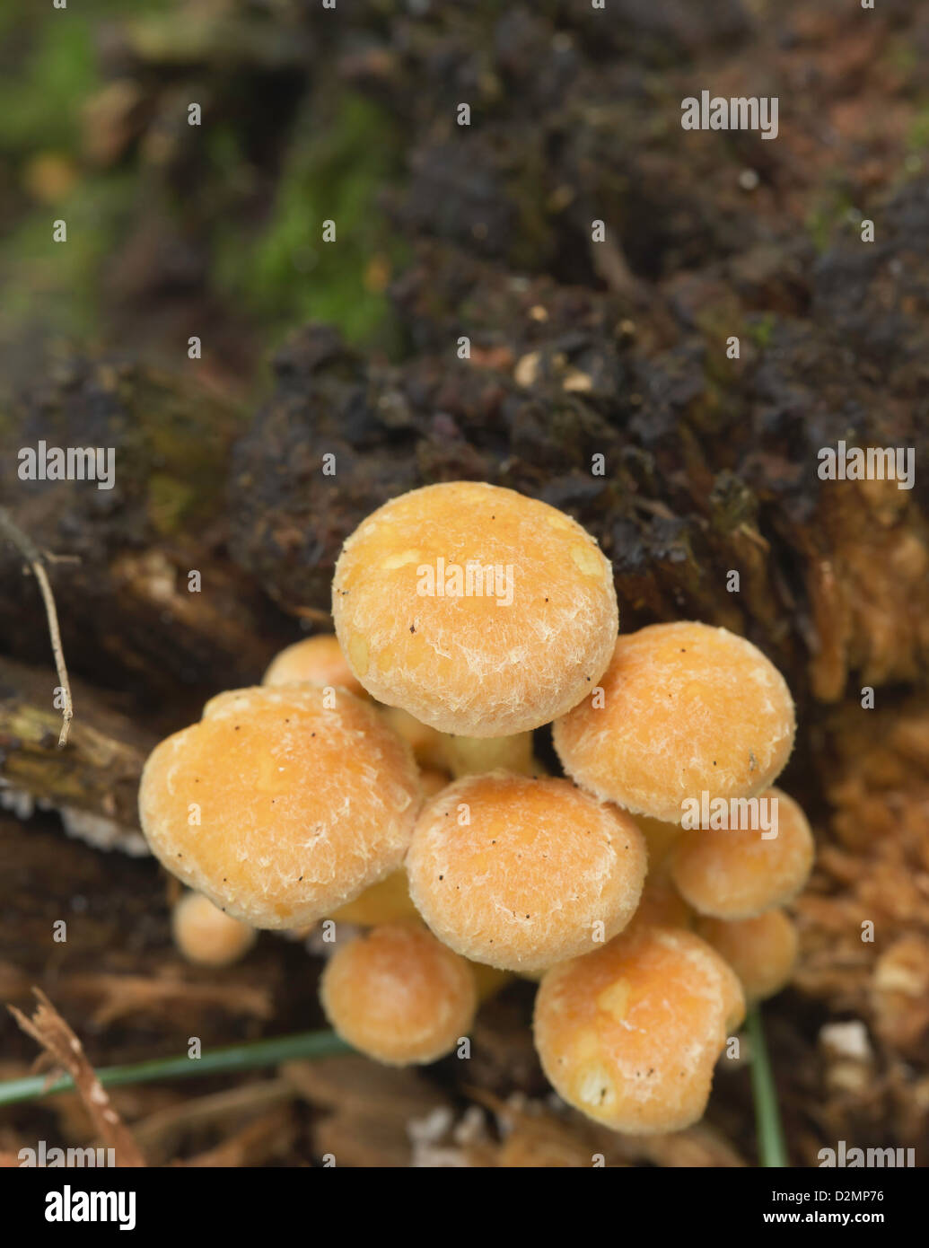 Sulphur tuft Hypholoma fasciculare growing on a tree stump Stock Photo ...
