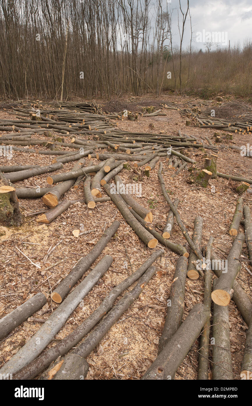 Pollarded beech trees down to base in a deciduous woodland with felled ...